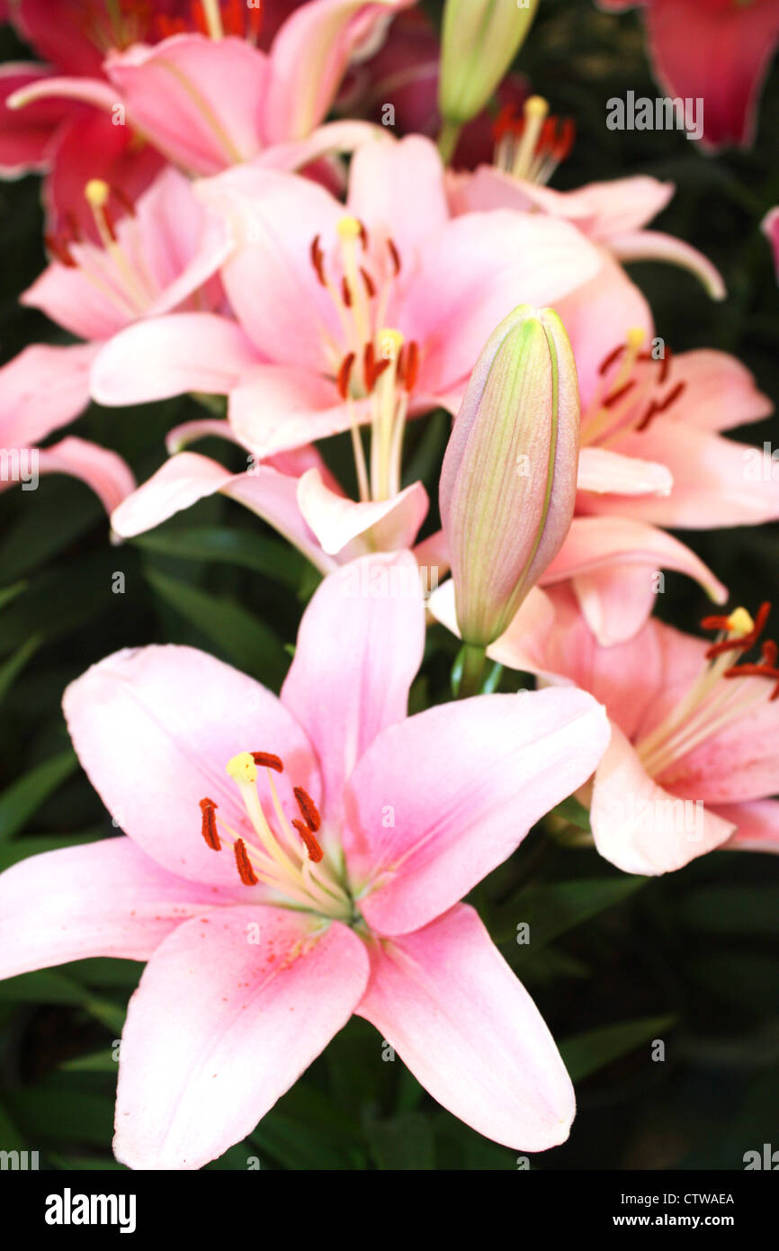 Fresh colorful lily flowers Stock Photo - Alamy
