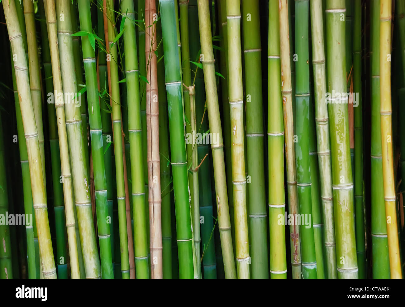 Live green bamboo tree trunks Stock Photo - Alamy