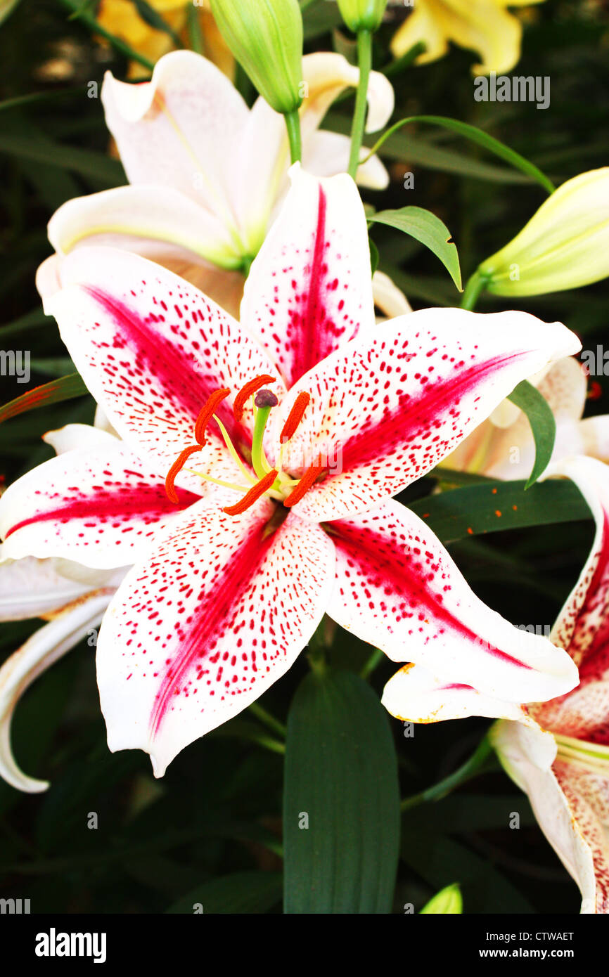 Fresh colorful lily flowers Stock Photo - Alamy