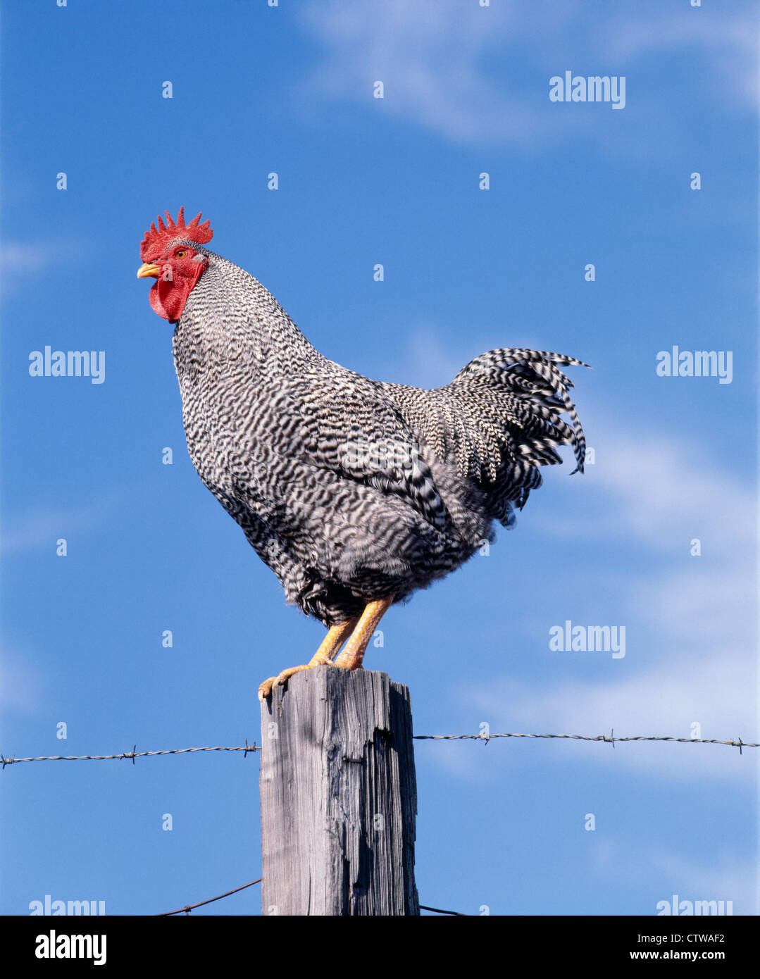 BARRED PLYMOUTH ROCK ROOSTER Stock Photo - Alamy