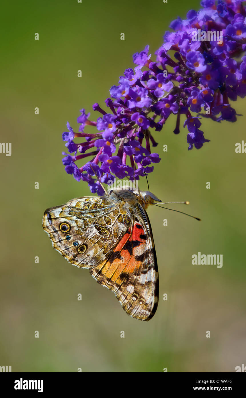 Purple butterfly bush hi-res stock photography and images - Alamy