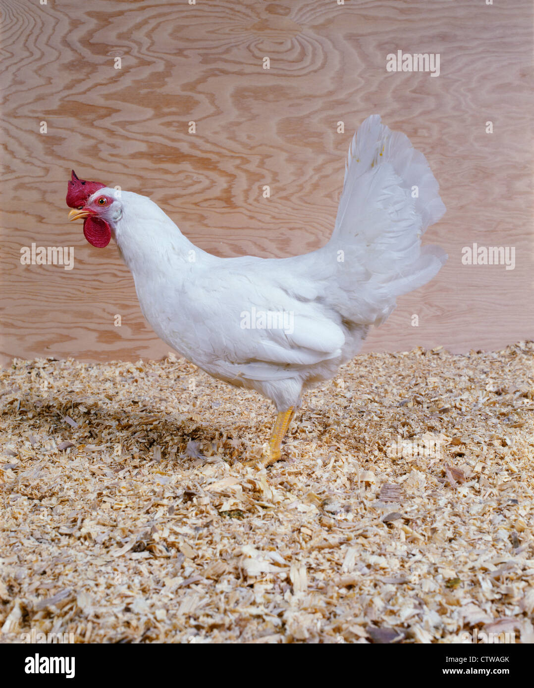 Leghorn hen hi-res stock photography and images - Alamy