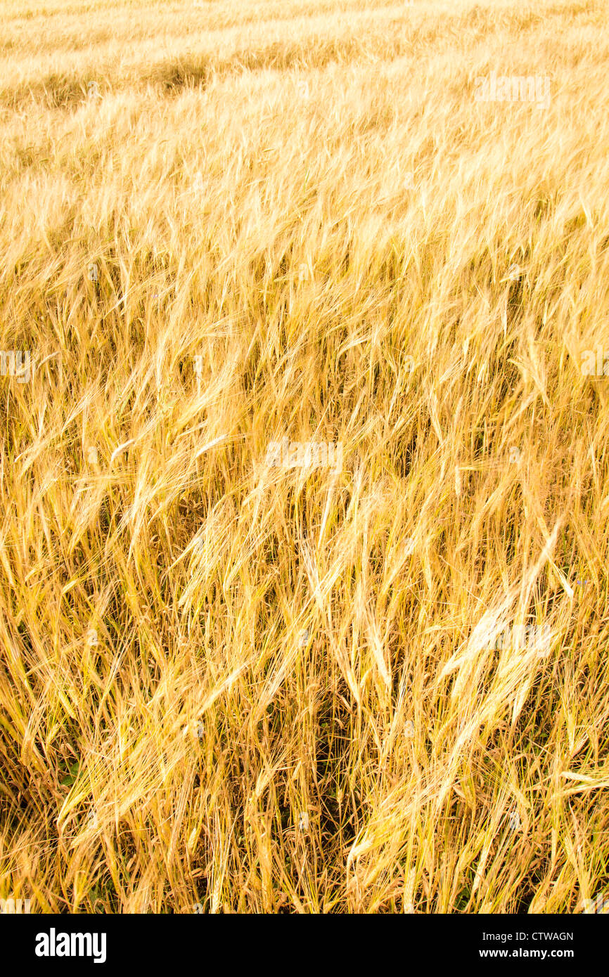 Gold field background Stock Photo - Alamy