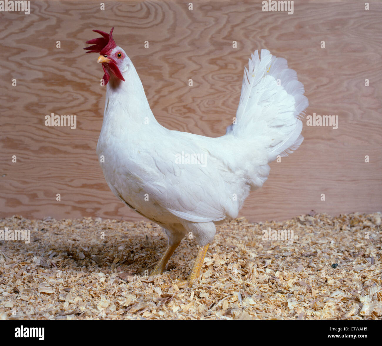 Leghorn hen hi-res stock photography and images - Alamy