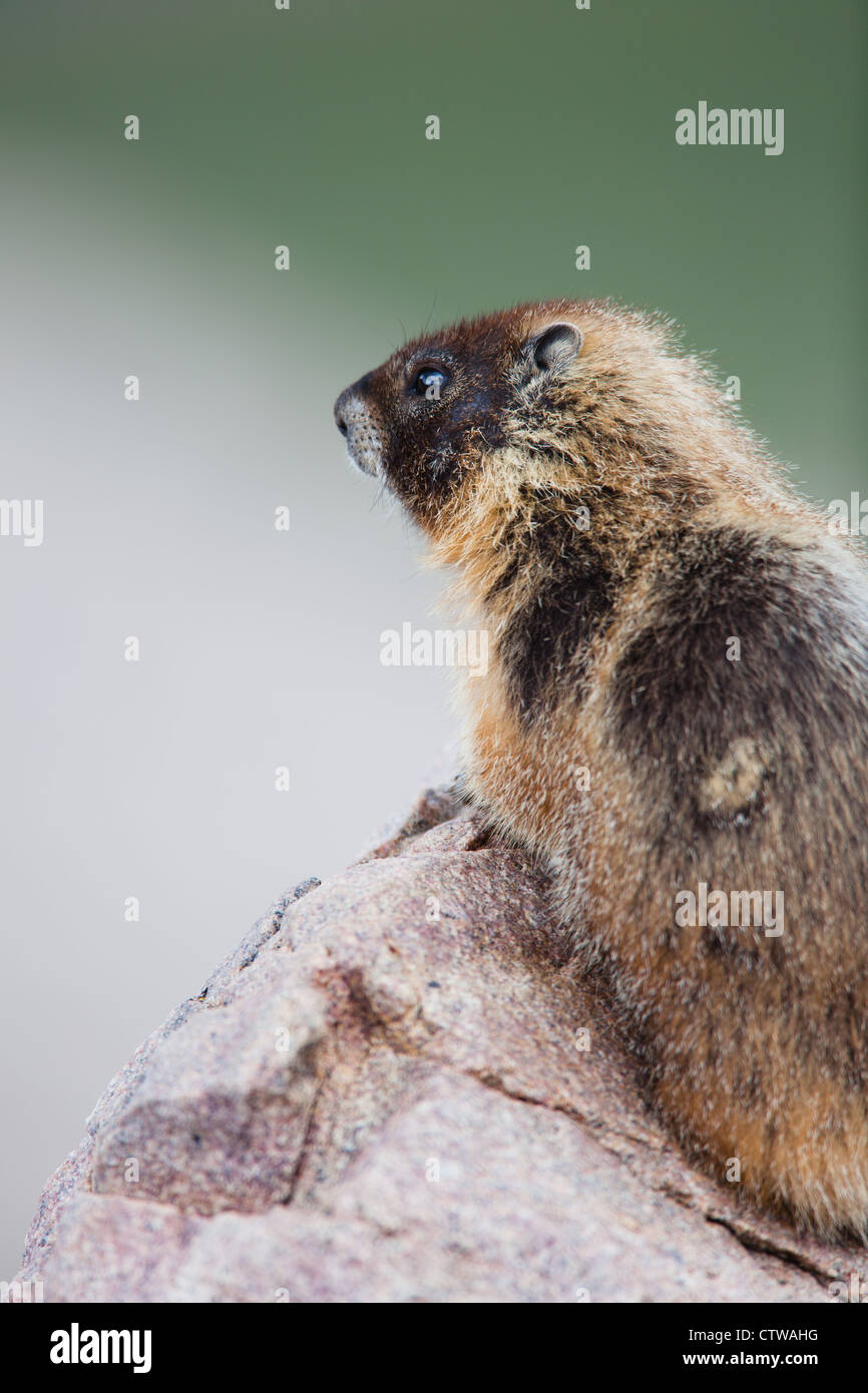 Portrait of a Yellow Bellied Marmot Stock Photo - Alamy