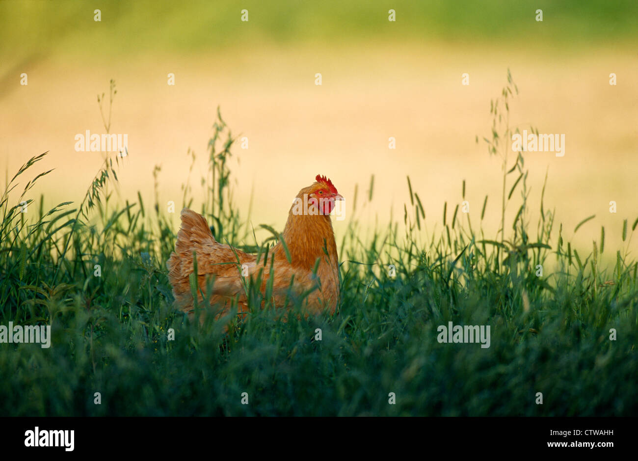 Shadow buff hi-res stock photography and images - Alamy