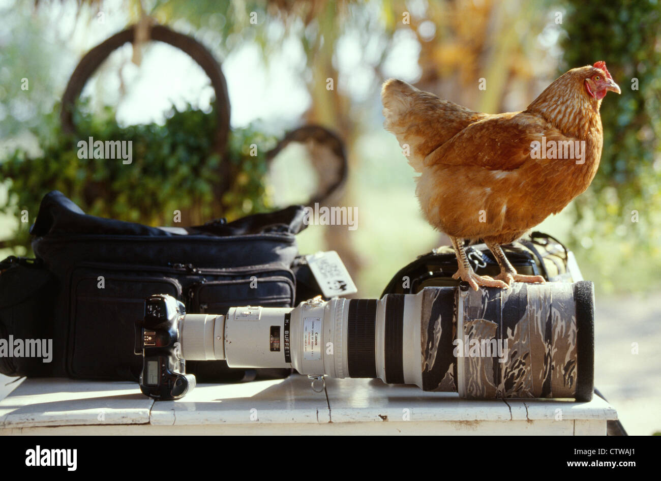 HEN STANDING ON CAMERA / BRAZIL Stock Photo - Alamy