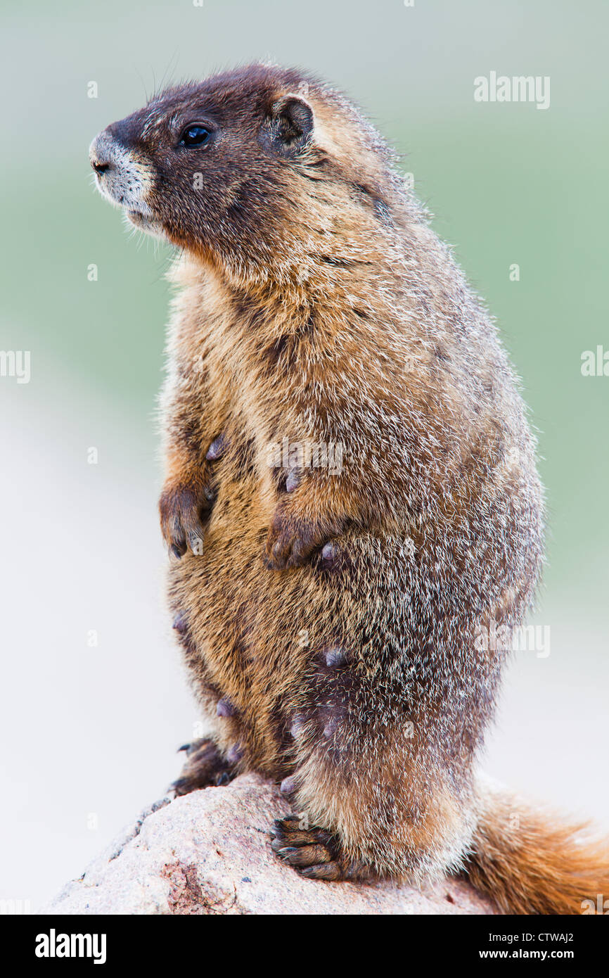 Portrait of a Yellow Bellied Marmot Stock Photo - Alamy