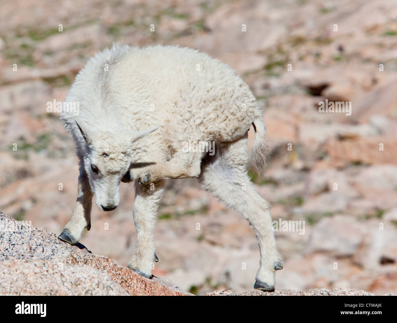 A baby mountain goat scratches his ear Stock Photo - Alamy