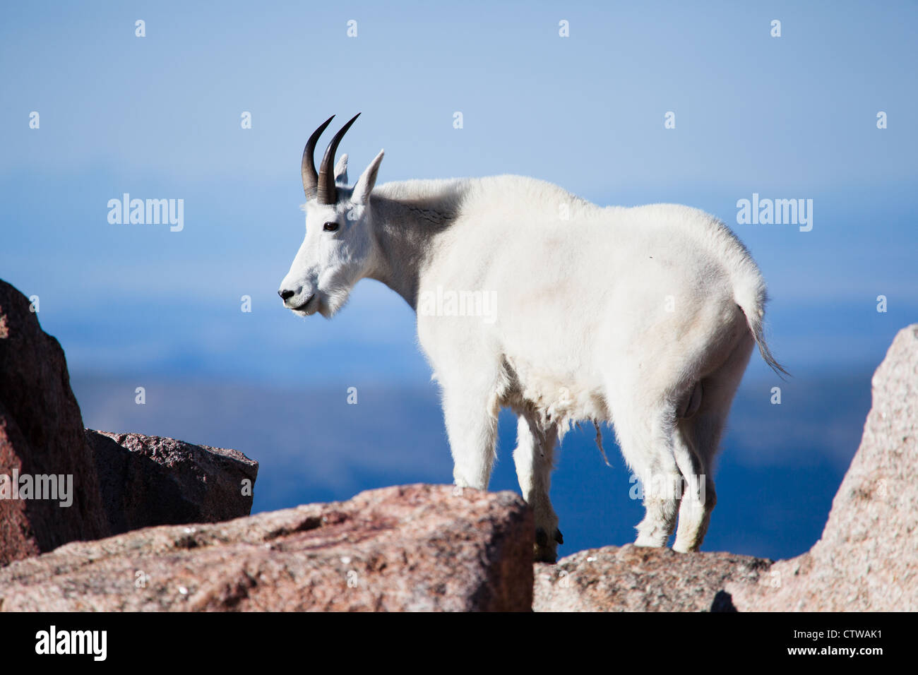 Male Mountain Goat High Resolution Stock Photography and Images - Alamy