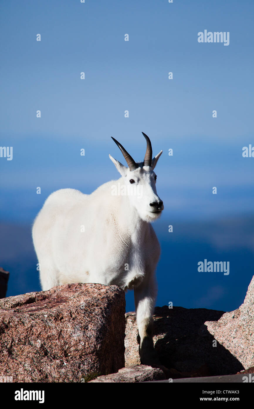 An adult male mountain goat in a boulder field at altitude Stock Photo ...