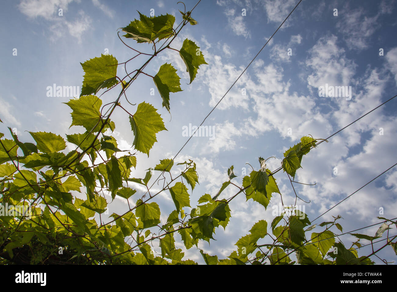 Greece vines hi-res stock photography and images - Alamy