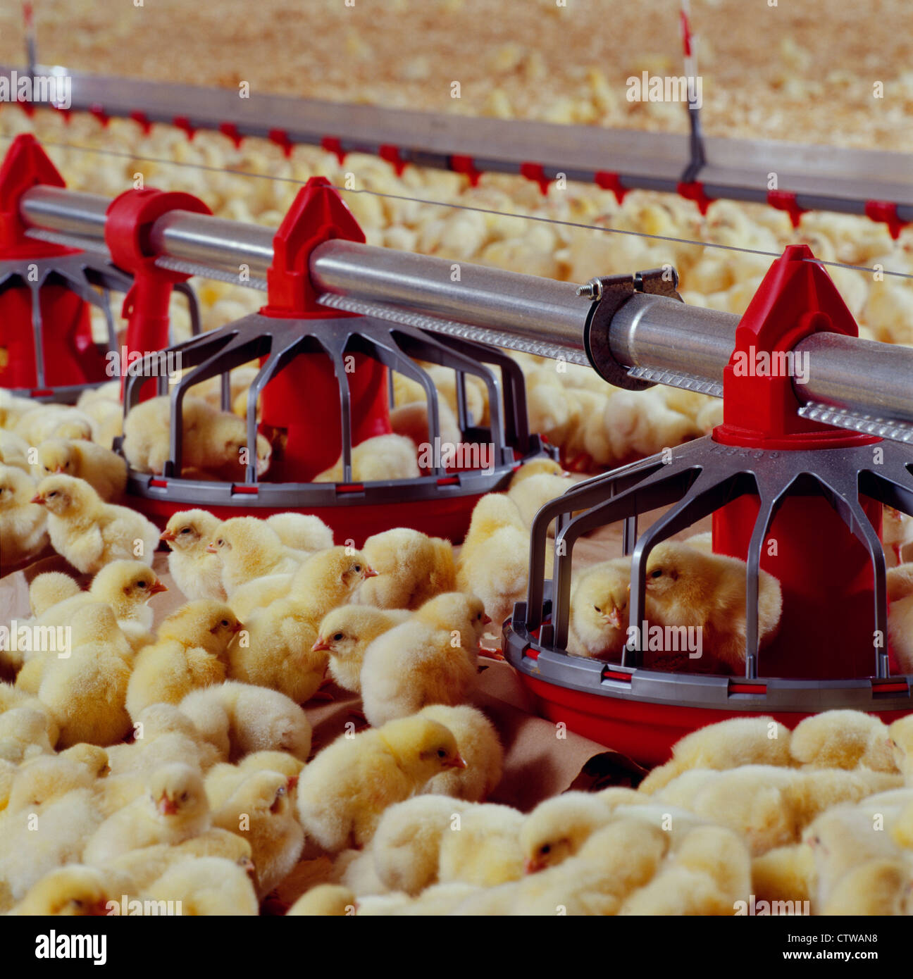 Day old broiler chicks hi-res stock photography and images - Alamy