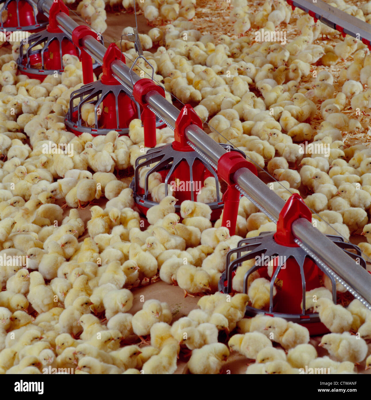 Day old broiler chicks hi-res stock photography and images - Alamy