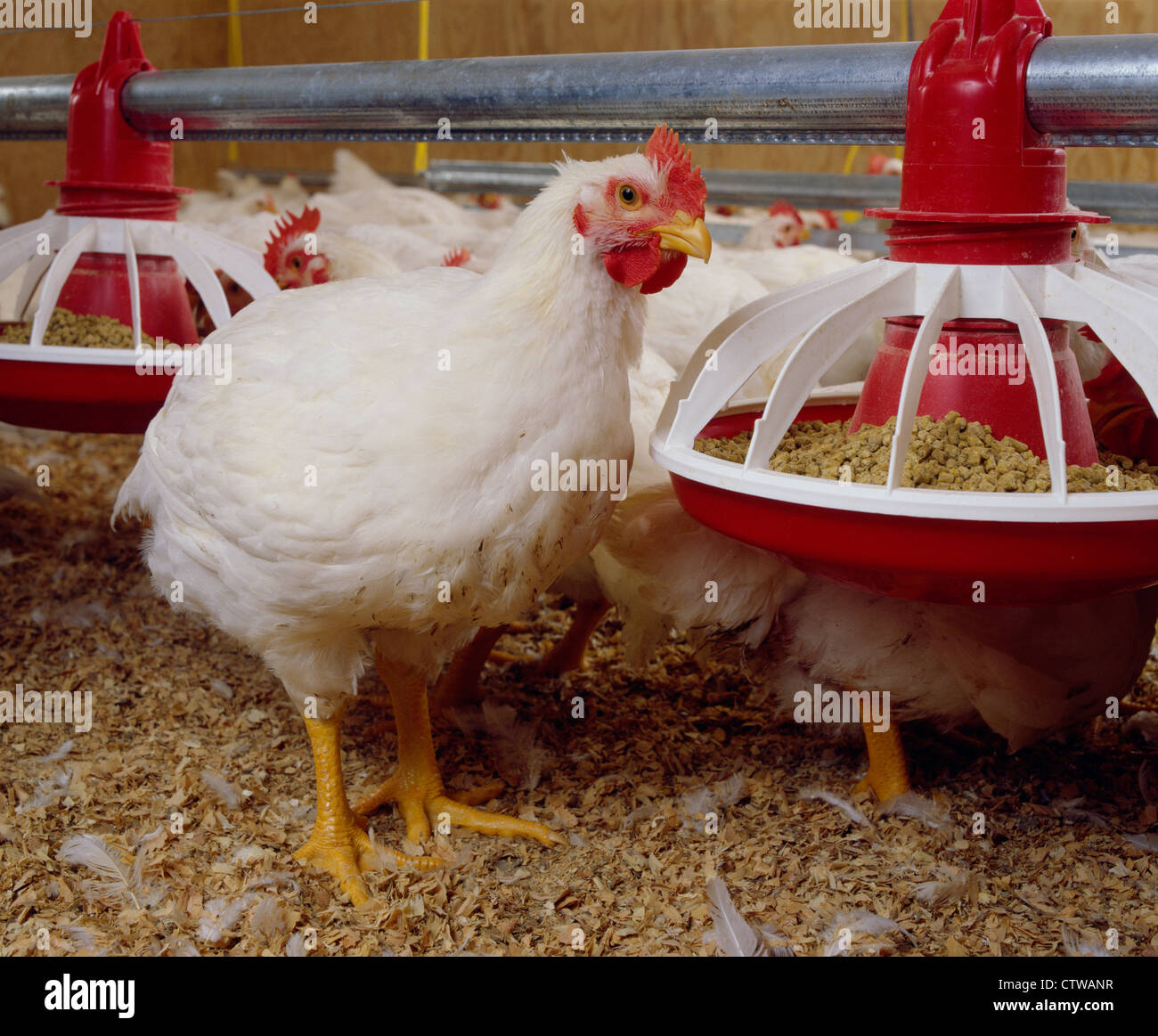 Hubbard chicken hi-res stock photography and images - Alamy