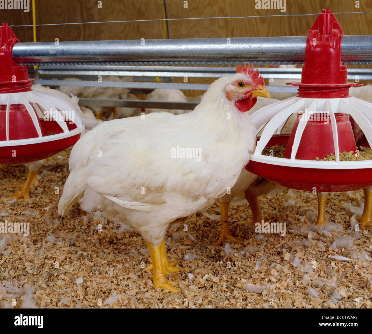 Hubbard chicken hi-res stock photography and images - Alamy