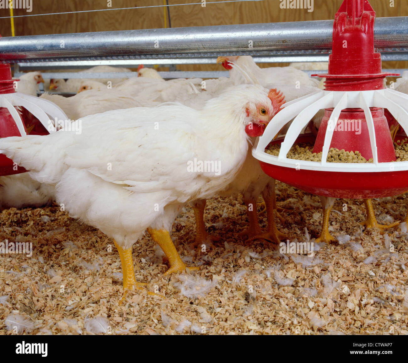 Hubbard chicken hi-res stock photography and images - Alamy