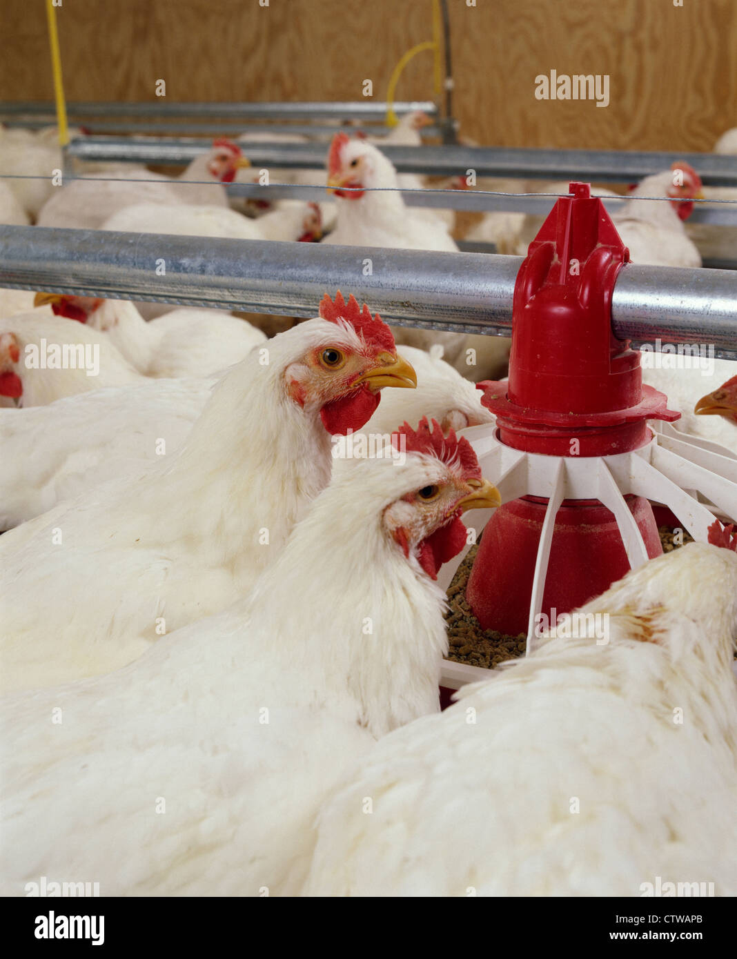HUBBARD CROSS BROILERS, 8 WEEKS OLD / PENNSYLVANIA Stock Photo - Alamy