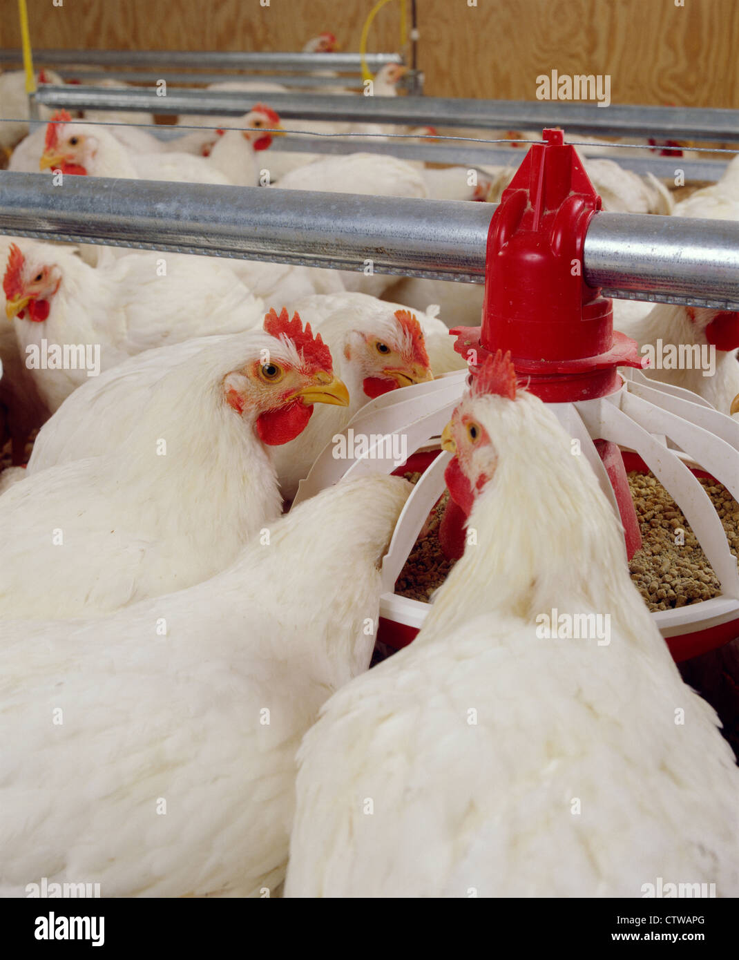 Hubbard chicken hi-res stock photography and images - Alamy