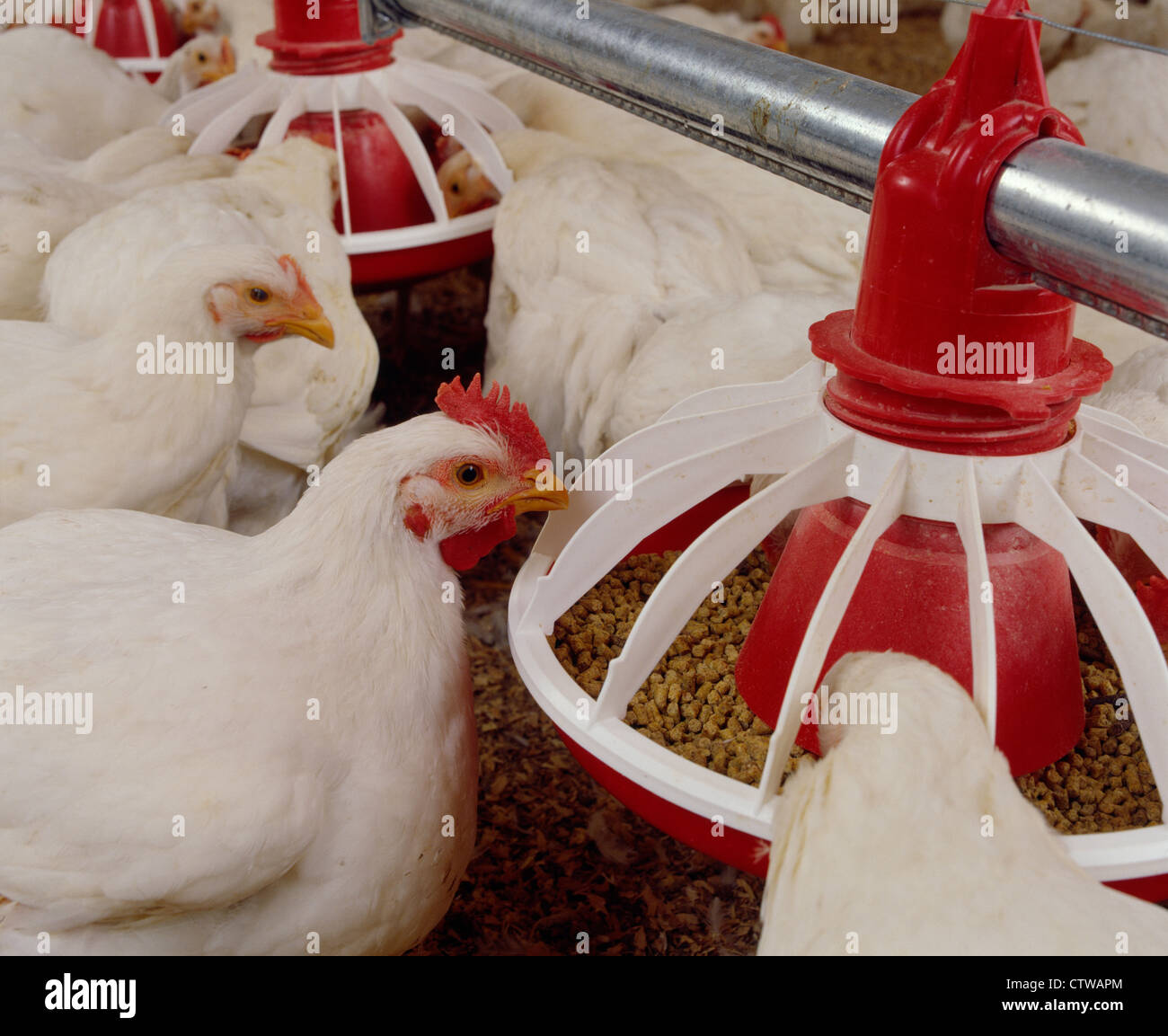 Hubbard chicken hi-res stock photography and images - Alamy