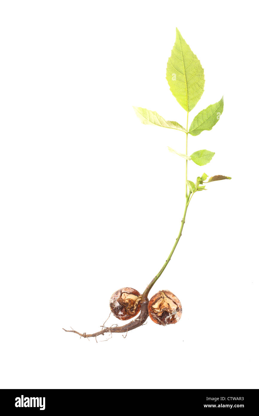 Walnut tree seedling hi-res stock photography and images - Alamy
