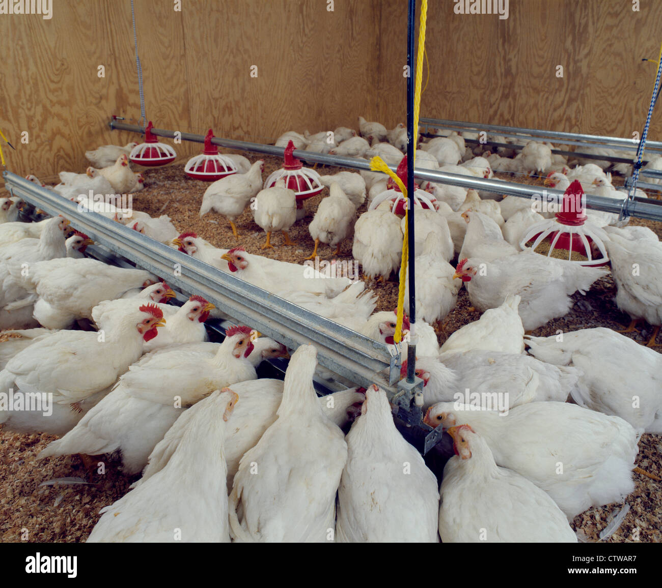 Hubbard chicken hi-res stock photography and images - Alamy