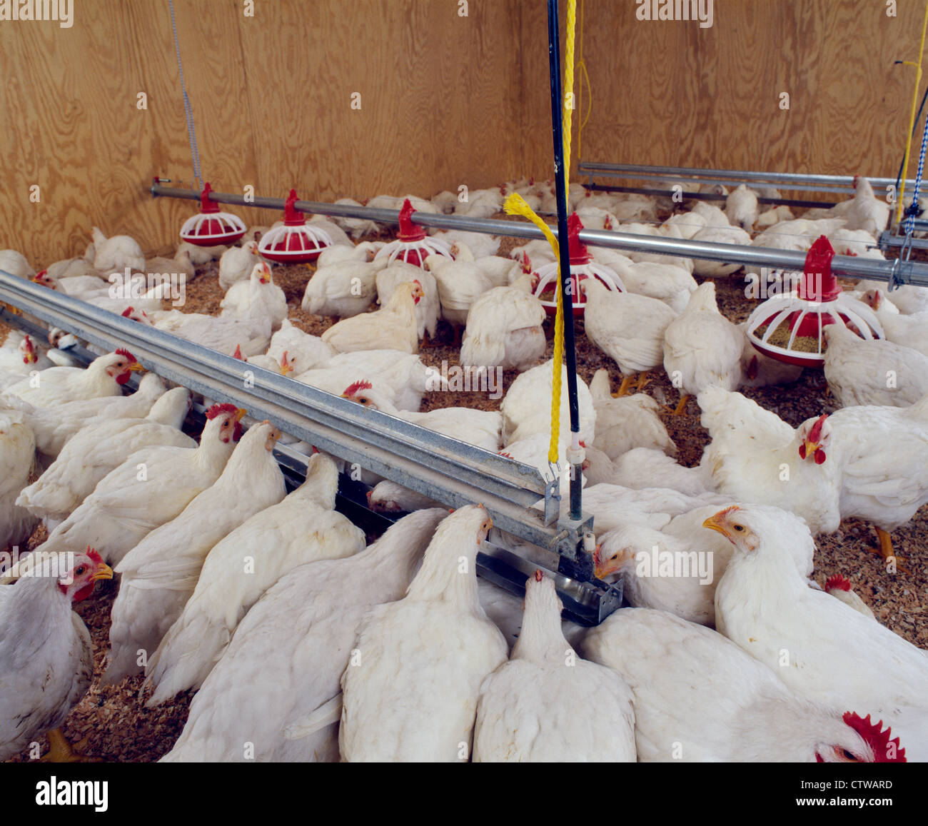 Hubbard chicken hi-res stock photography and images - Alamy