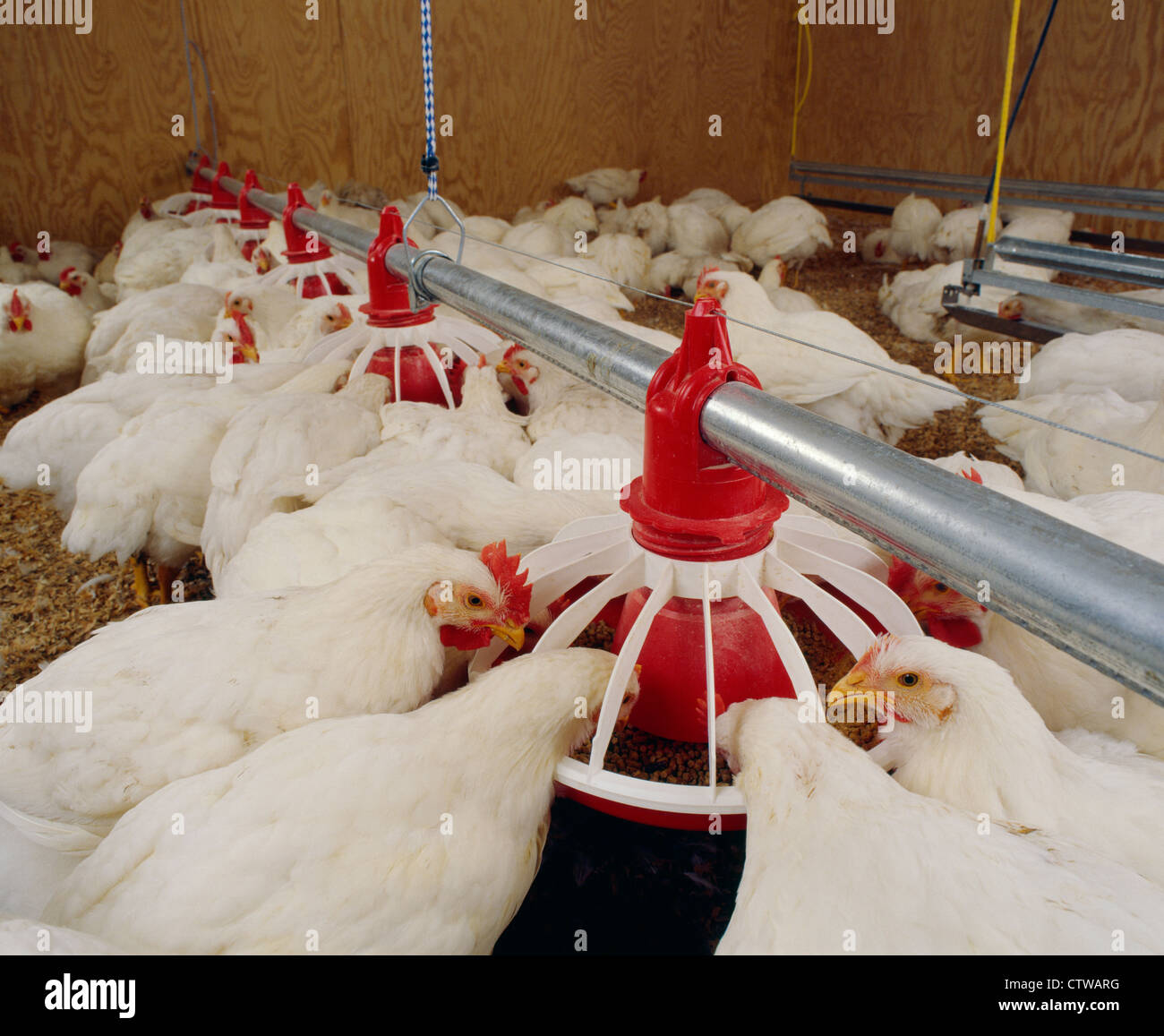 Hubbard chicken hi-res stock photography and images - Alamy