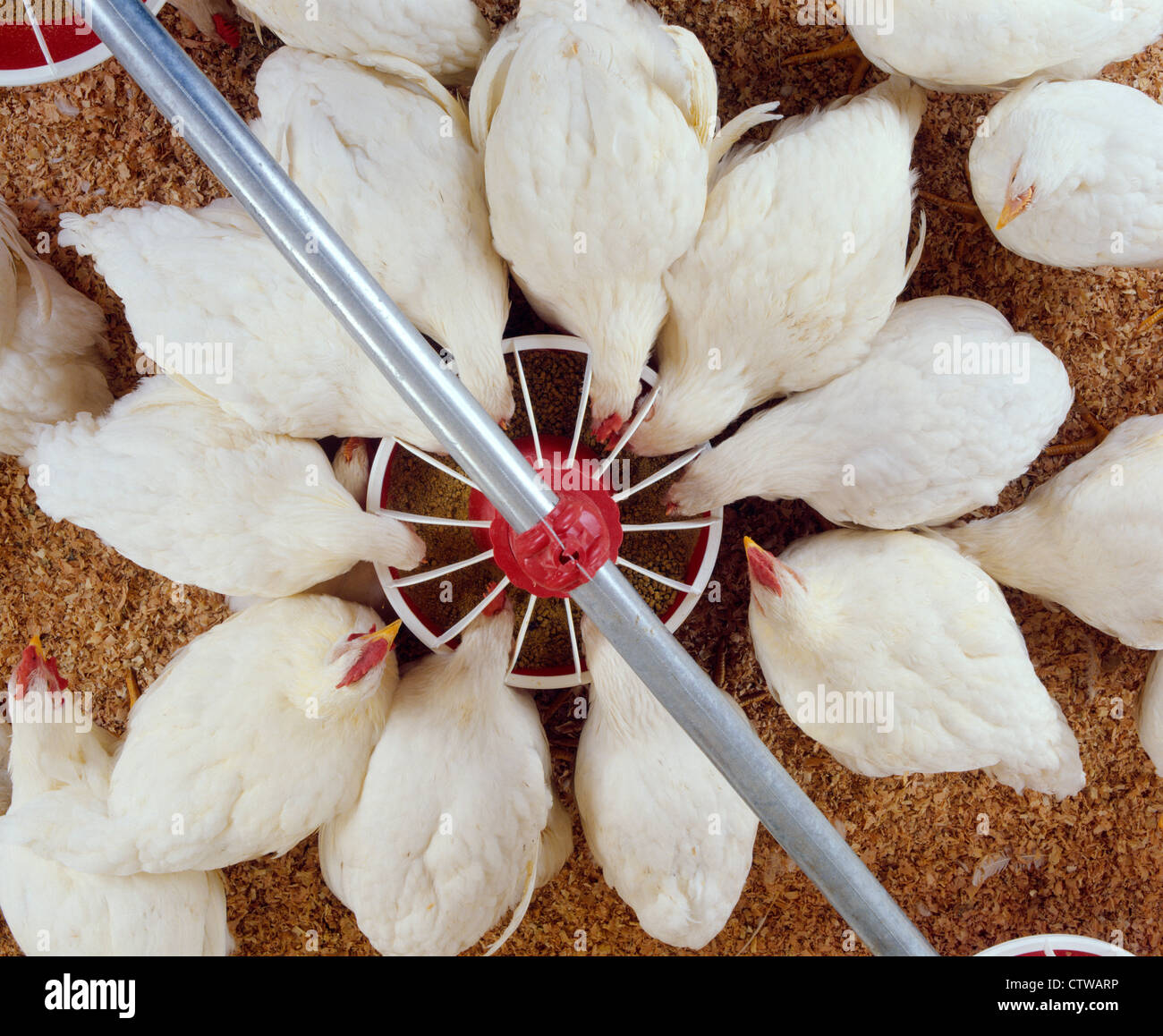 HUBBARD CROSS BROILERS, 8 WEEKS OLD / PENNSYLVANIA Stock Photo - Alamy