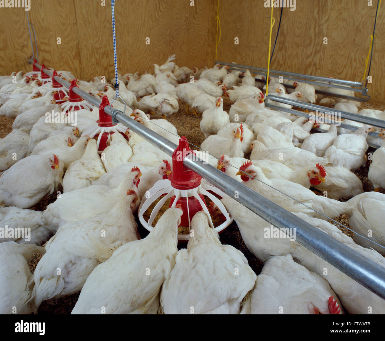 HUBBARD CROSS BROILERS, 8 WEEKS OLD / PENNSYLVANIA Stock Photo - Alamy