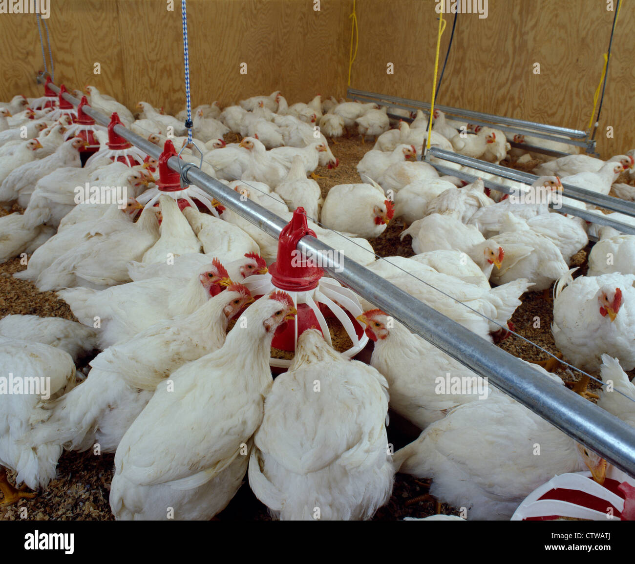 Hubbard chicken hi-res stock photography and images - Alamy