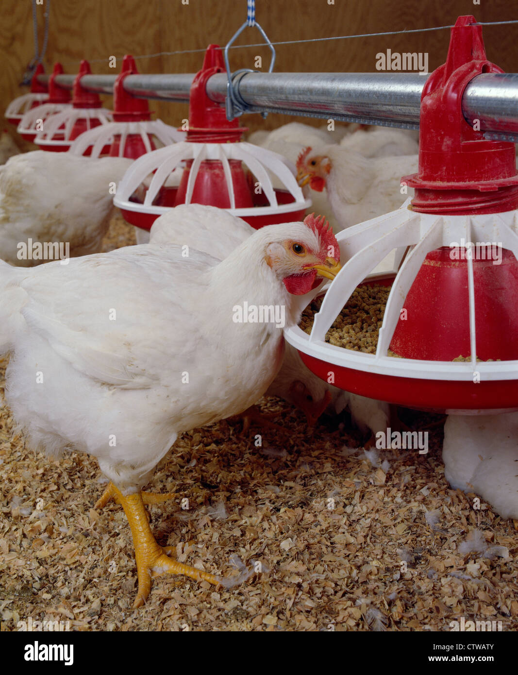 Hubbard chicken hi-res stock photography and images - Alamy