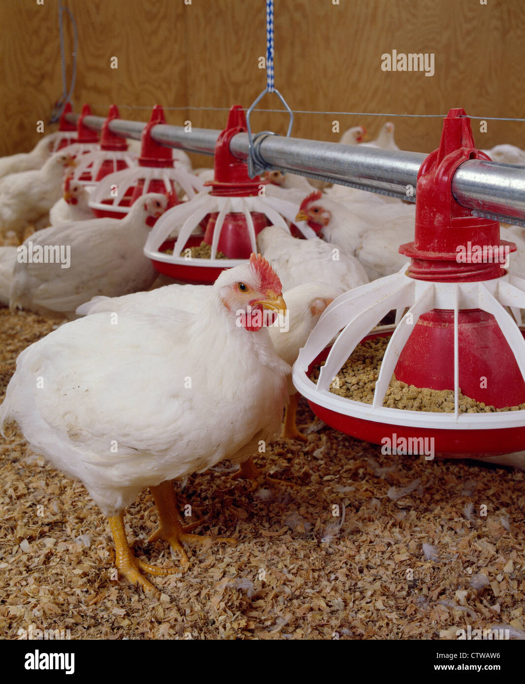 HUBBARD CROSS BROILERS, 6 WEEKS / PENNSYLVANIA Stock Photo - Alamy