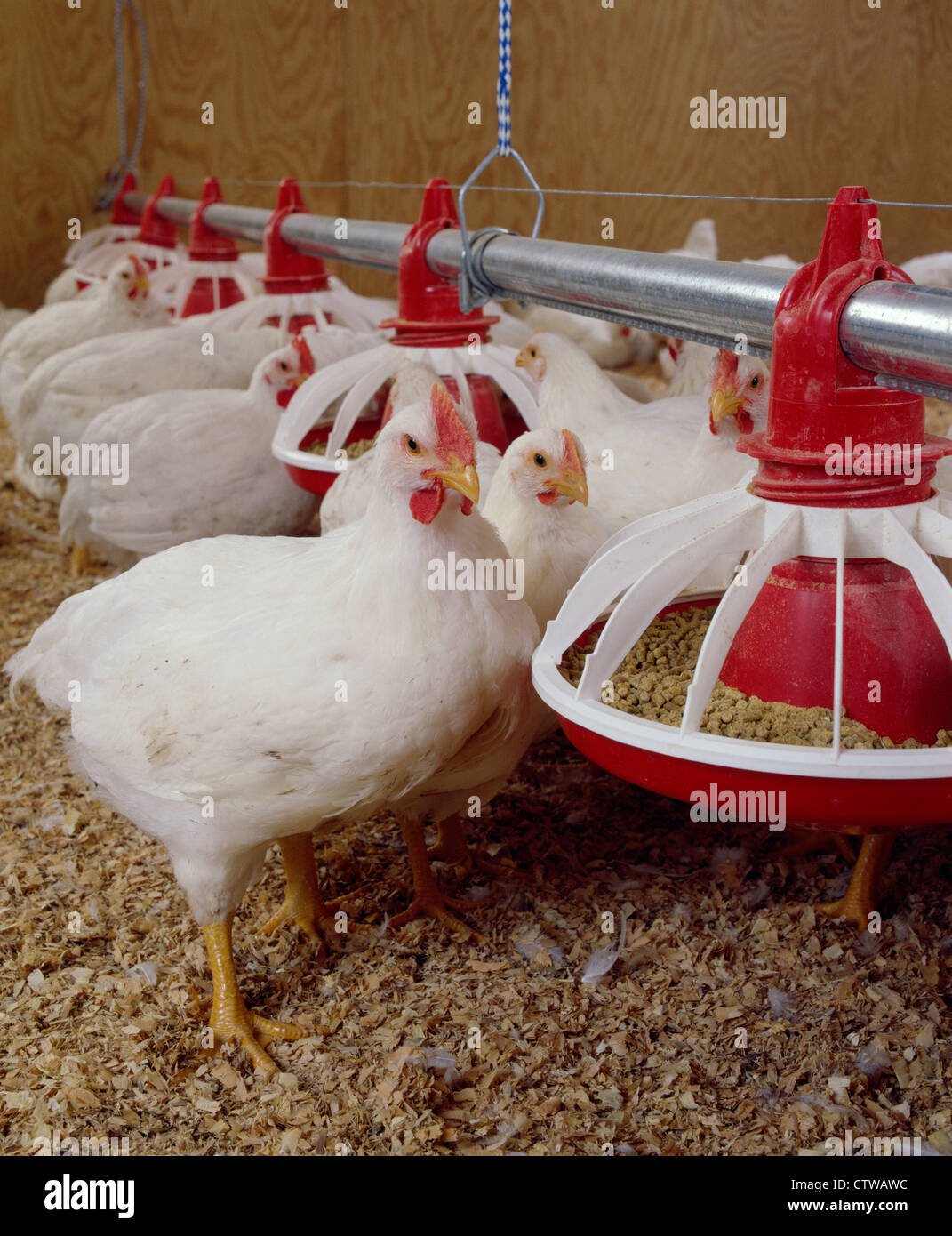 Pennsylvania chickens hi-res stock photography and images - Alamy