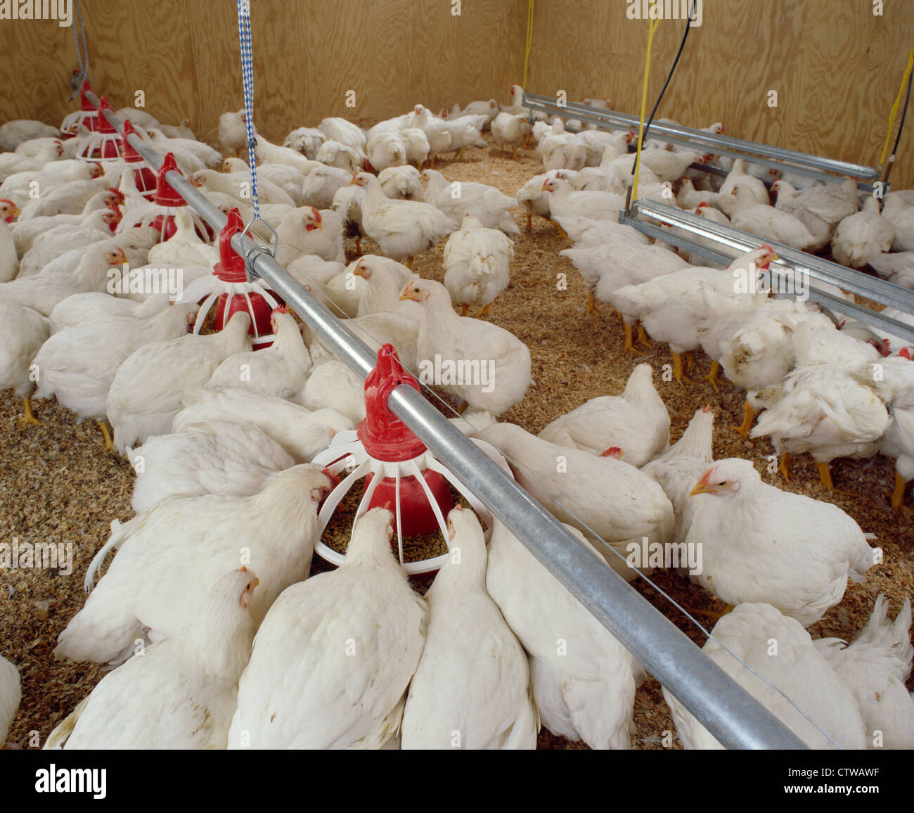 Hubbard chicken hi-res stock photography and images - Alamy