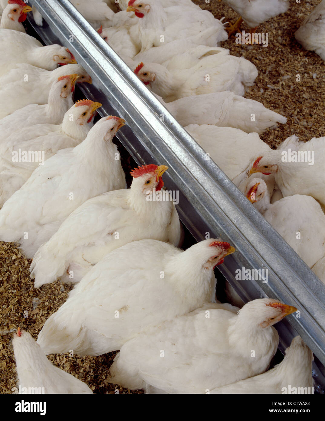 HUBBARD CROSS BROILERS, 6 WEEKS / PENNSYLVANIA Stock Photo - Alamy