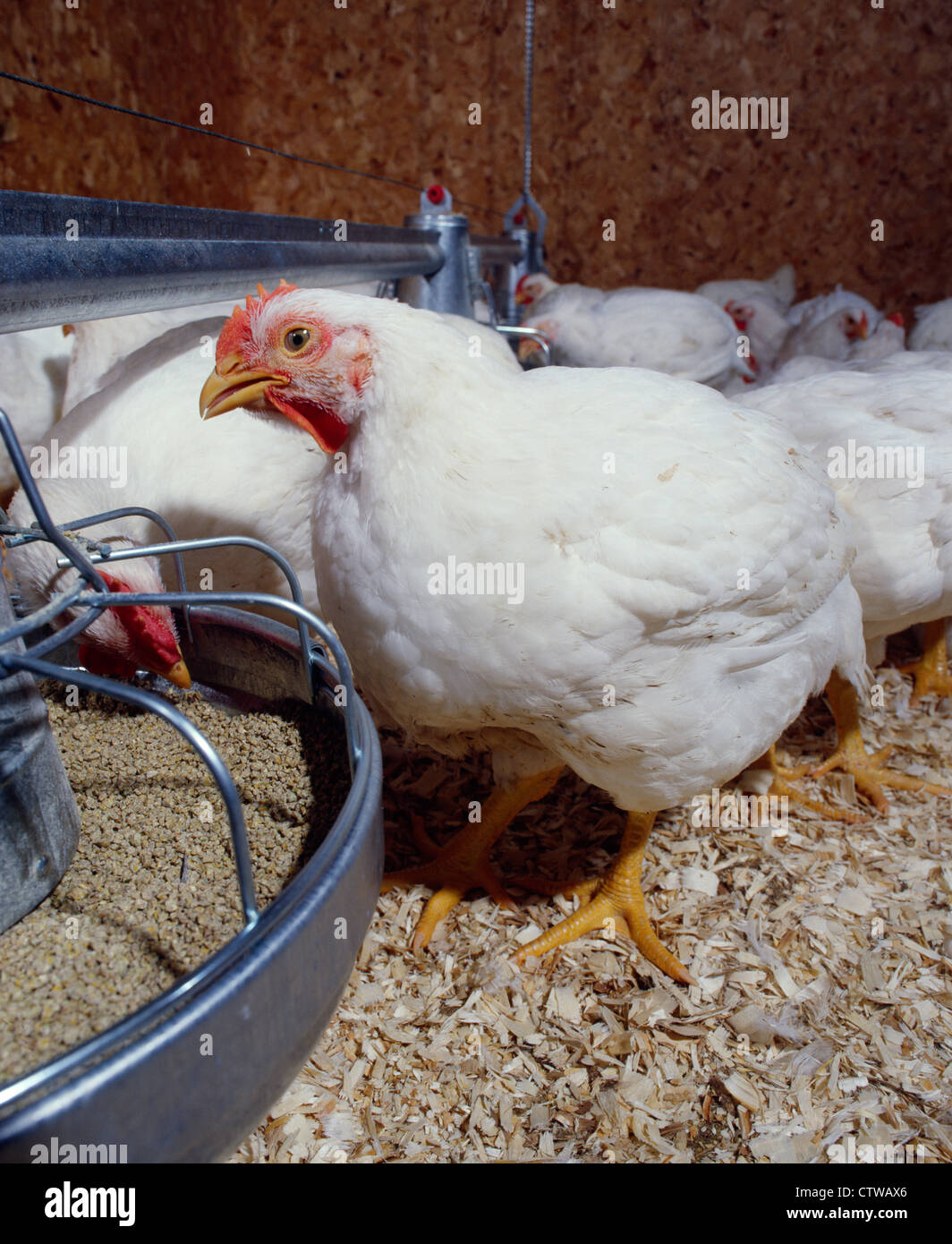 4 lbs hi-res stock photography and images - Alamy