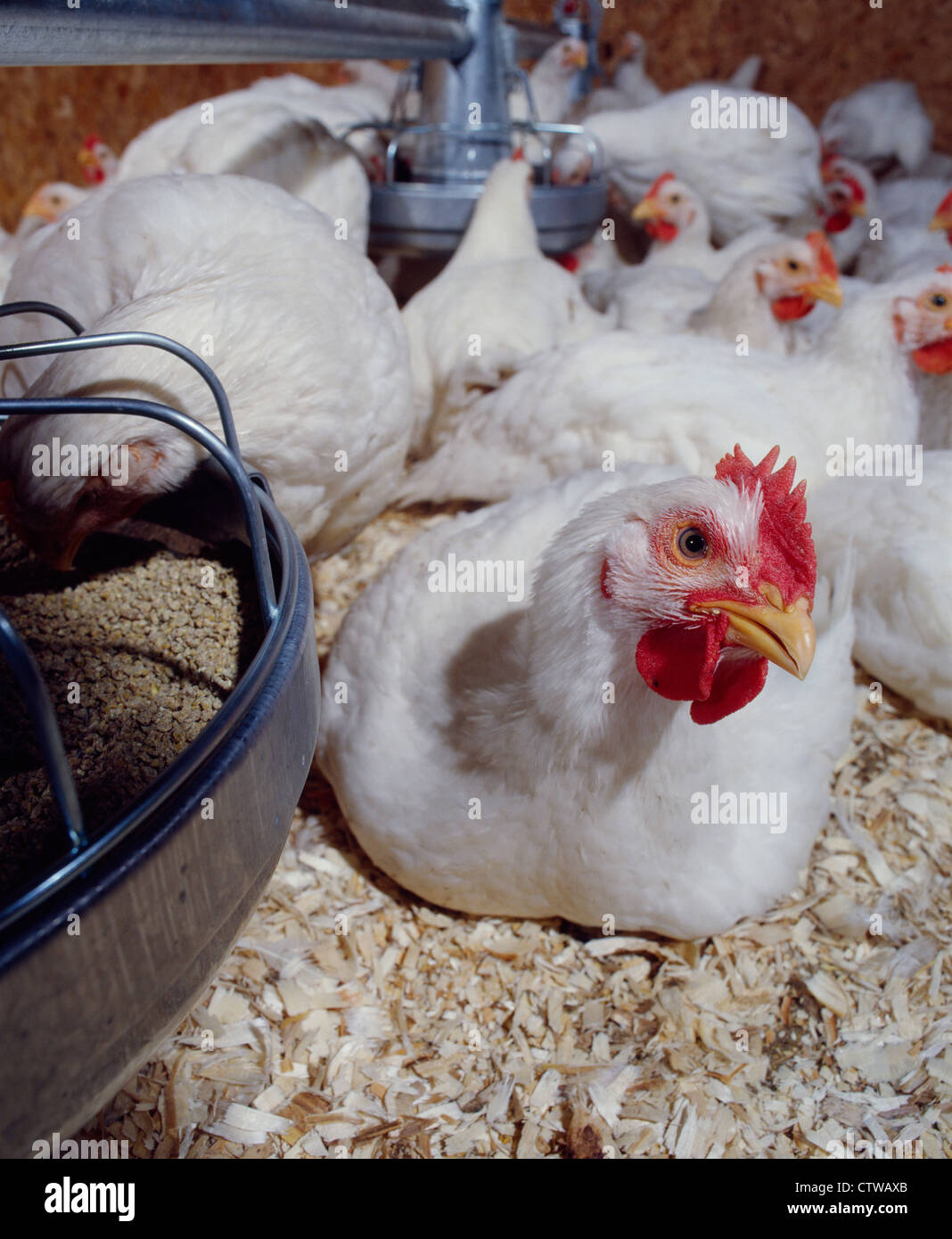 6 WK CORNISH ROCK BROILERS (2-4 LBS Stock Photo - Alamy