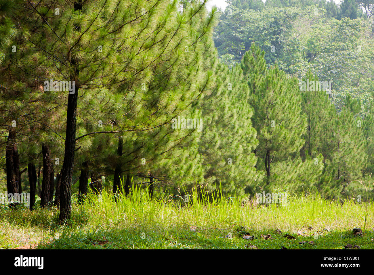 Sentul hi-res stock photography and images - Alamy