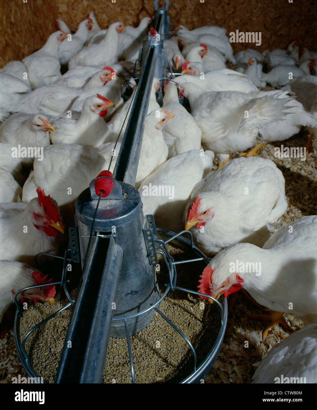8 WEEK OLD CORNISH ROCK BROILERS (3-5 LBS.) / PENNSYLVANIA Stock Photo ...