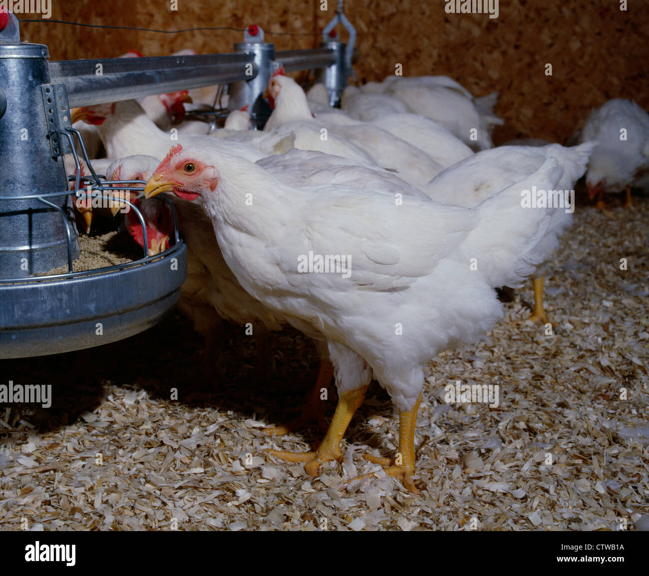 8 WEEK OLD CORNISH ROCK BROILERS (3-5 LBS.) / PENNSYLVANIA Stock Photo ...