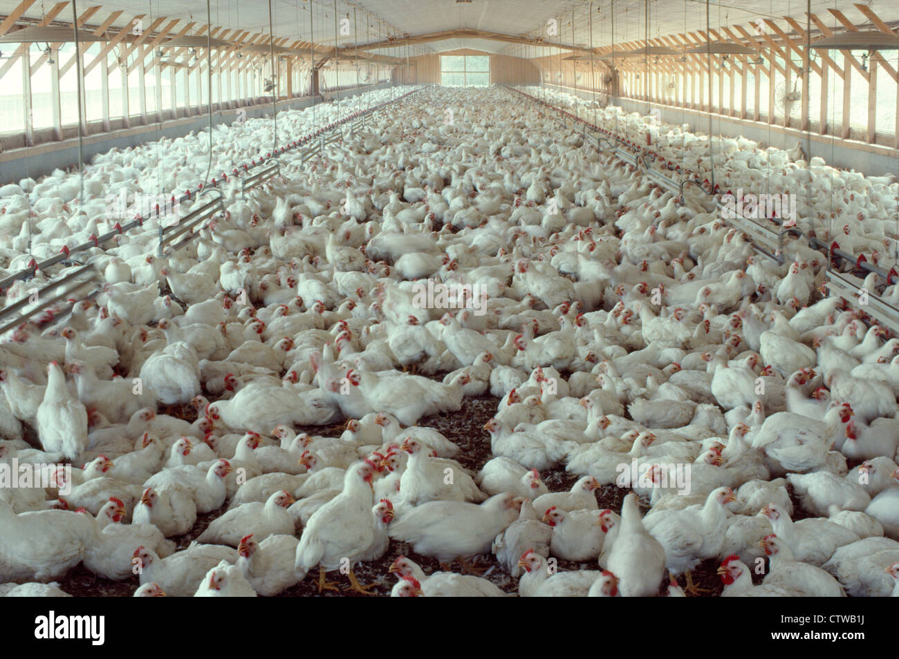 MARKET-WEIGHT BROILERS IN OPEN-SIDED HOUSING Stock Photo - Alamy