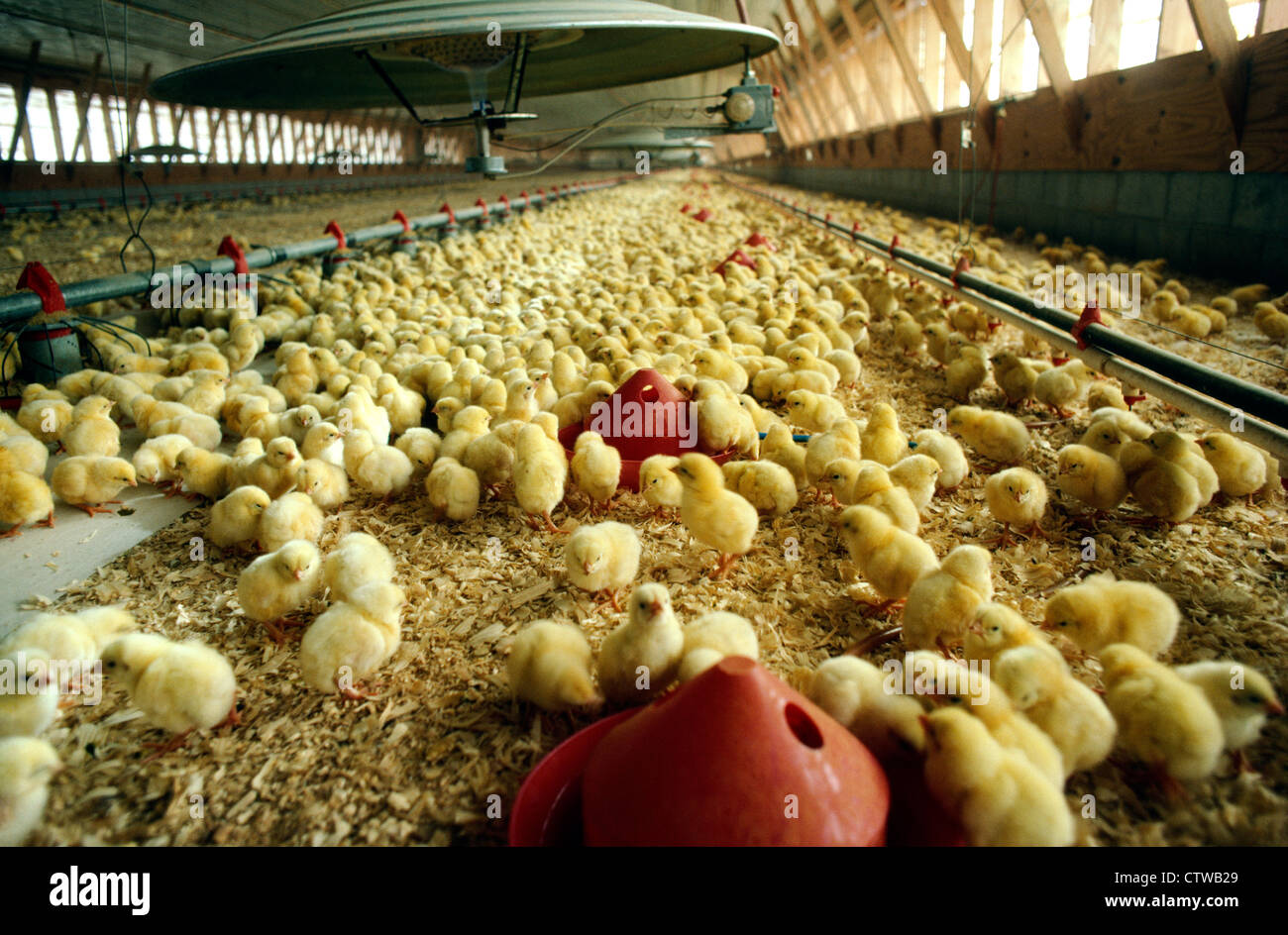 DAY OLD BROILERS / GEORGIA Stock Photo - Alamy
