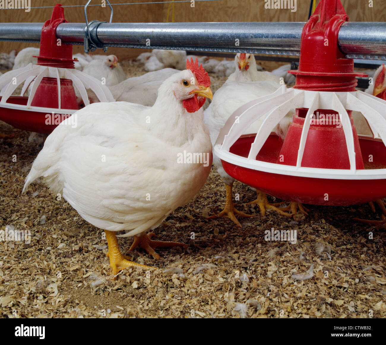 Hubbard chicken hi-res stock photography and images - Alamy