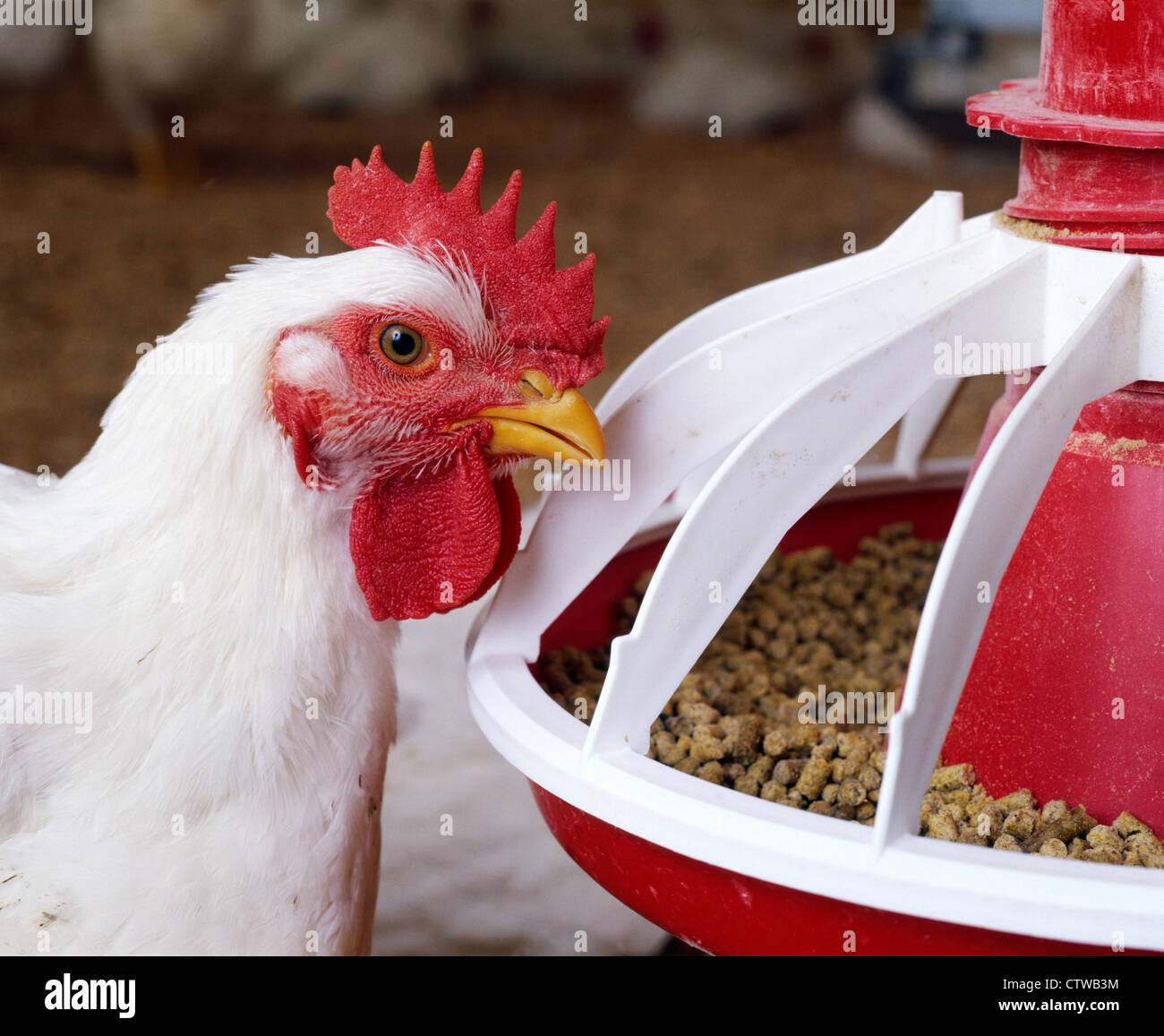 Hubbard chicken hi-res stock photography and images - Alamy