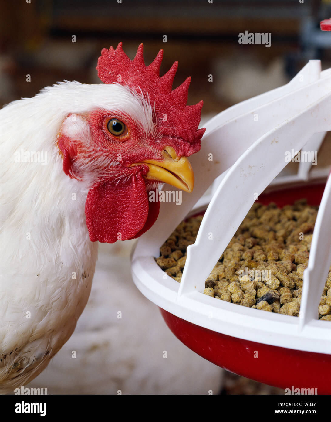 HUBBARD CROSS BROILER Stock Photo - Alamy