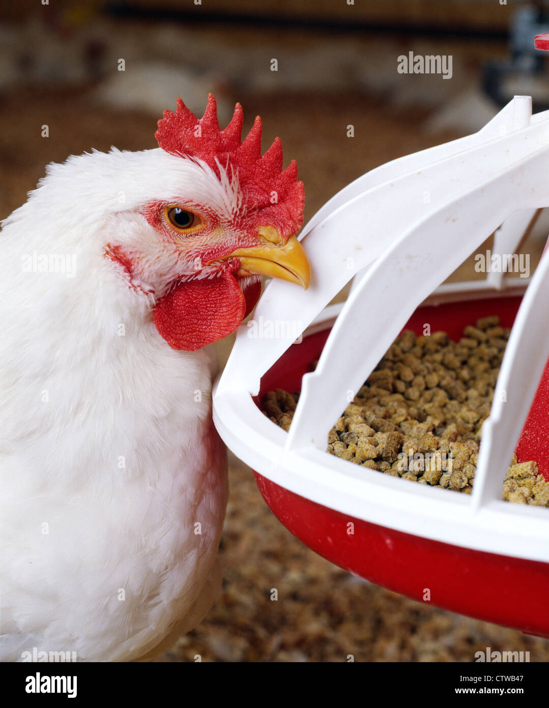 HUBBARD CROSS BROILER Stock Photo - Alamy