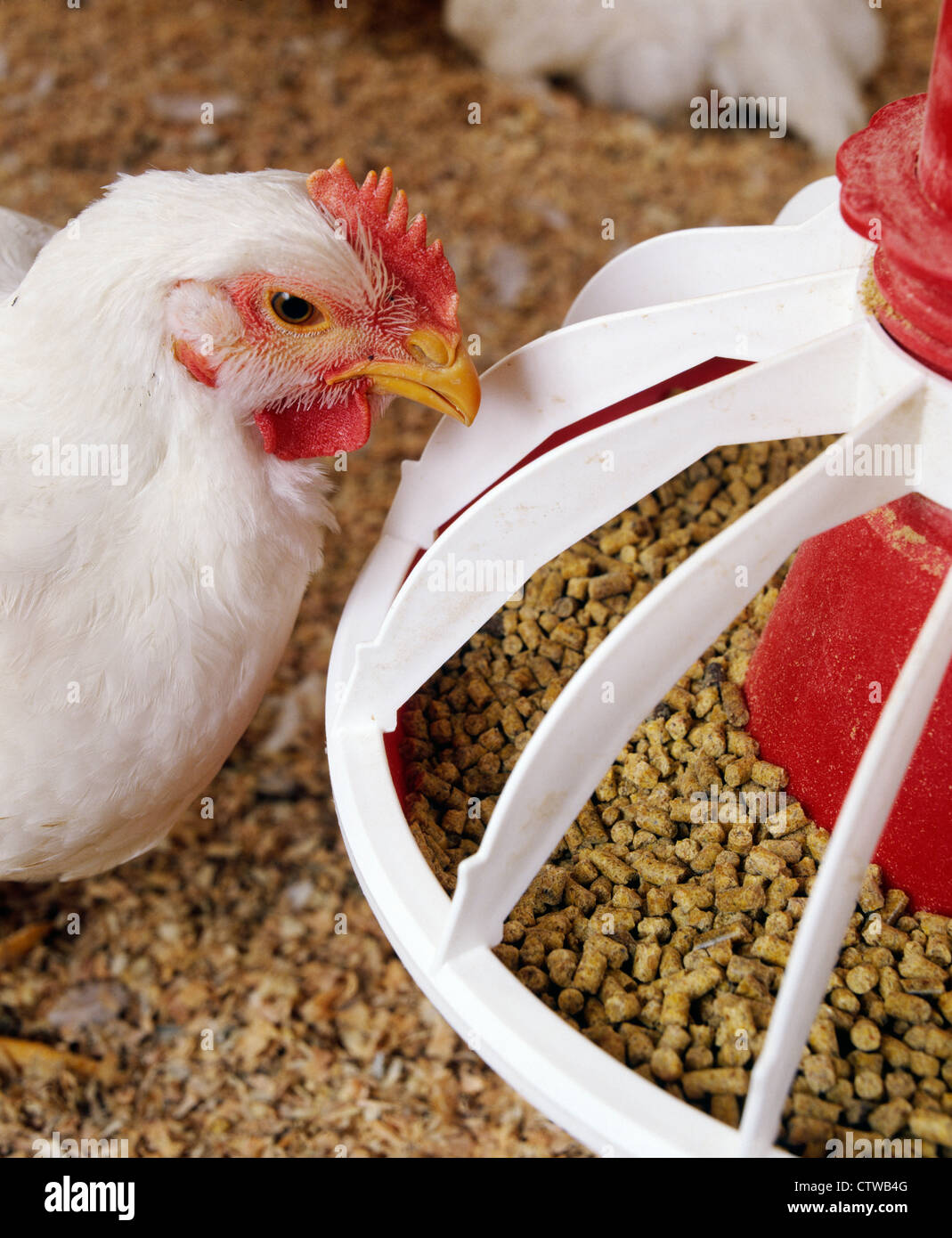 Hubbard chicken hi-res stock photography and images - Alamy