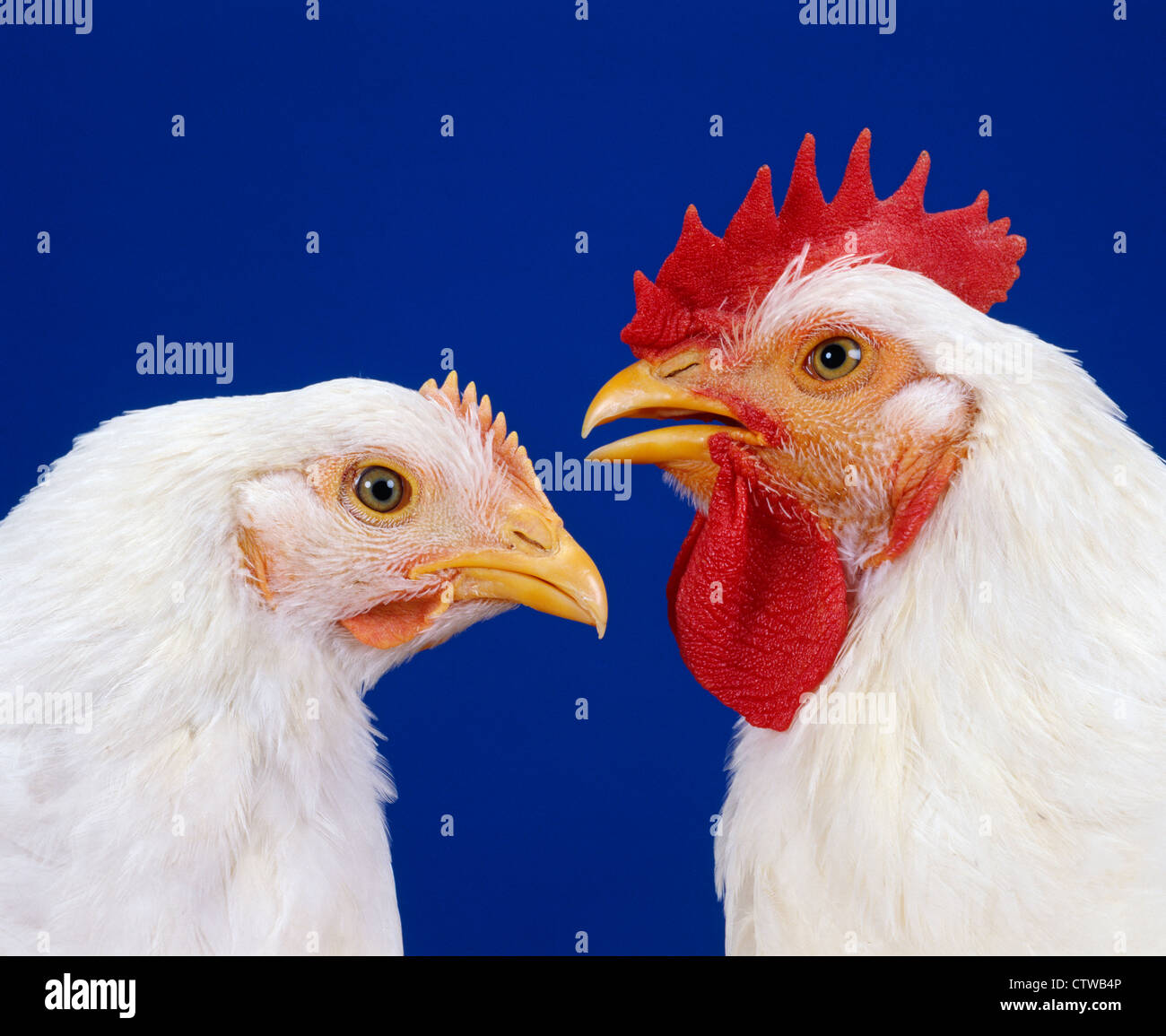 White cockerel hi-res stock photography and images - Alamy