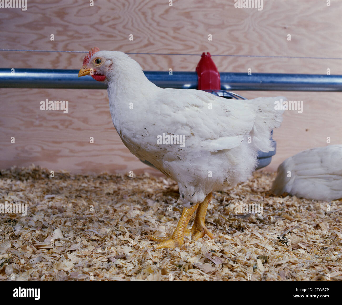 Commercial broiler hi-res stock photography and images - Alamy